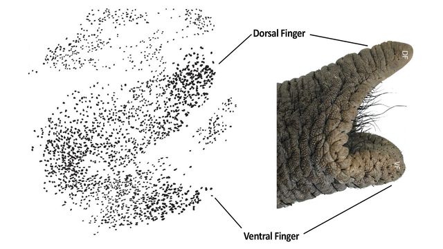 Revealed: The Brain Cells That Give the Elephant Trunk Dexterity ...