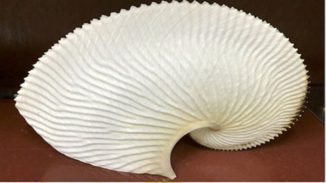 A Curious Case of Shell Evolution in Octopi | Technology Networks