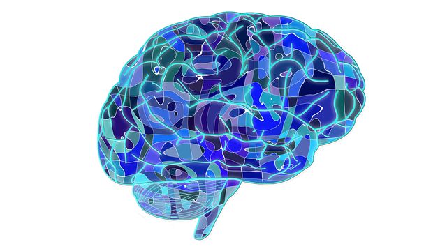 New Function for Key Cortical Brain Region Discovered | Technology Networks