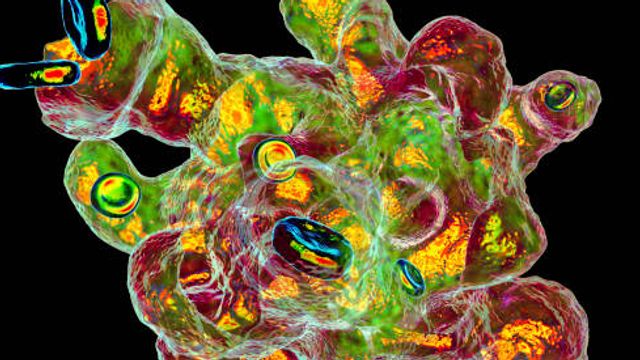 Optimizing Fluorescence in Flow Cytometry Panel Design | Technology ...