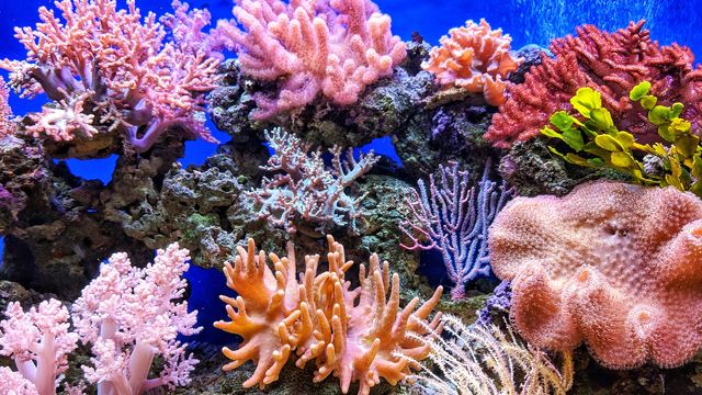 First Aquarium Coral “Family Tree” Created To Promote Genetic Diversity ...