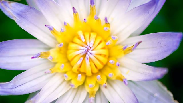 How Plants Engineer Bee-Luring Optical Devices | Technology Networks