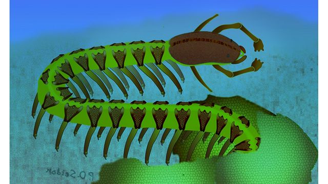 525 Million Year Old Fossil Solves Debate Over Brain Evolution