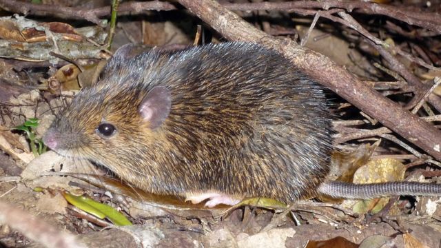 New Sex-Determination System Revealed in Rats | Technology Networks