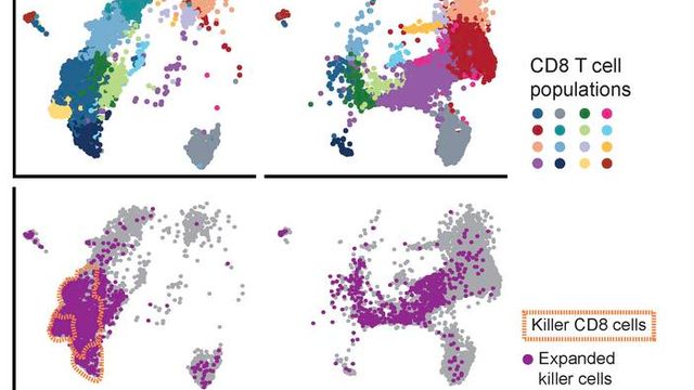 Rogue Immune Cells Linked to Leukaemia Are a Key Driver of Autoimmune ...
