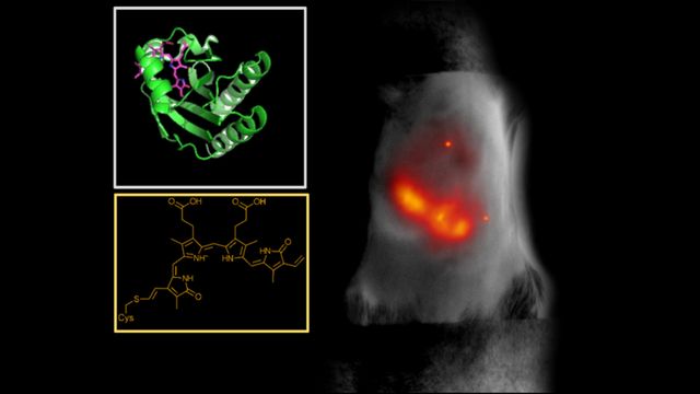 Glowing Protein Engineered To Create Detailed, High-Res Biomedical ...