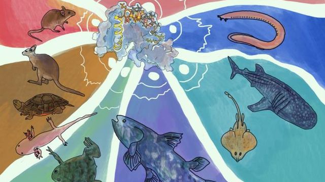 Evolutionary Origins of a Master Gene That Controls Stem Cells ...