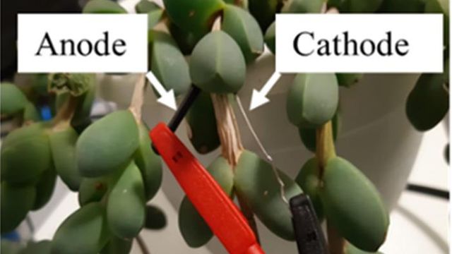 Biological Solar Cell Takes Energy Directly From the Plant | Technology ...