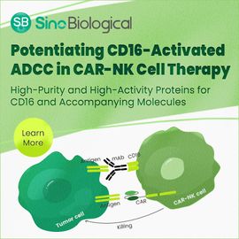 Potentiating CD16-Activated ADCC in CAR-NK Cell Therapy | Technology Networks