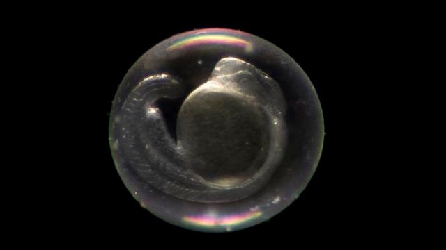 How Embryonic Cells Sense Their Mechanical Environment | Technology ...