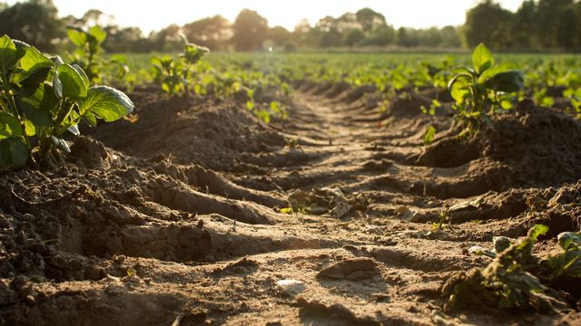 Insights on Soil Carbon Budgets Could Boost Land Health and Help To ...