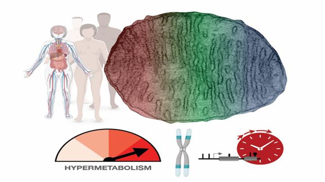 Hyperactive Cell Metabolism Linked to Biological Aging | Technology ...