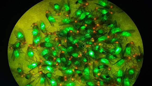 Safer Gene Drive Testing and Development | Technology Networks