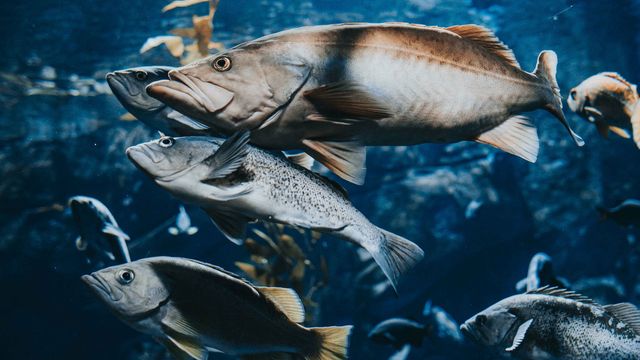 Severity of Viral Fish Disease Increased by Microplastics | Technology ...