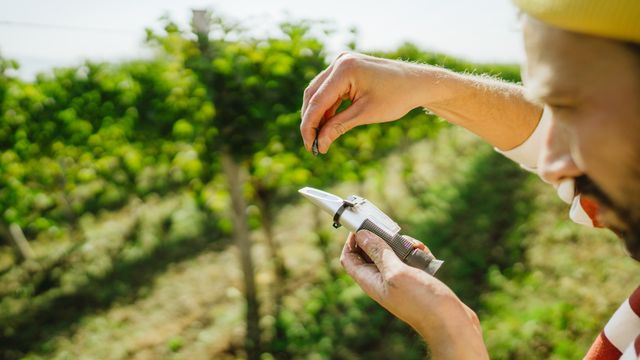 The Refractometer, How It Works and Role in the Food Industry ...