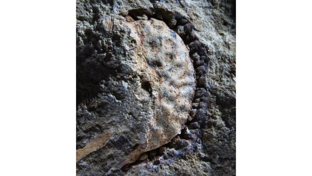 Fossil Fruit Shows Potato and Coffee's Ancestors Survived the Ice Age ...