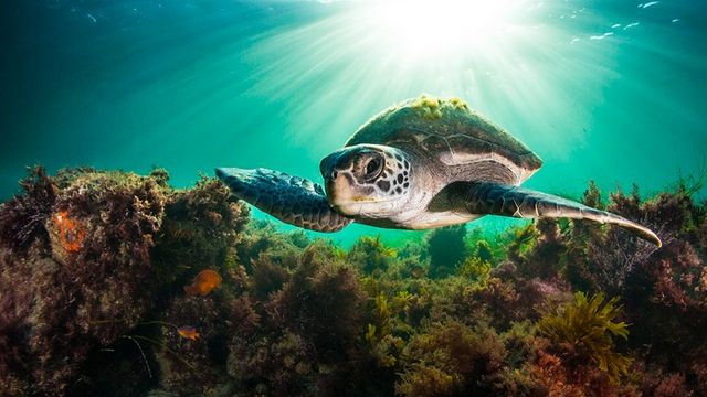 Highest Quality Map Of Sea Turtles Genomes Unveiled Technology Networks