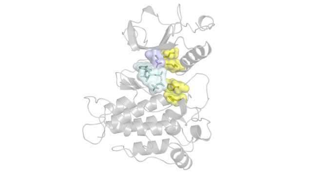 “Gatekeeper” Mutations May Help Resistant Cancers Come Back Stronger ...