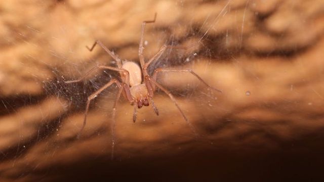 Seven New Spider Species Discovered in Israel Caves | Technology Networks