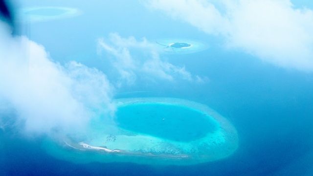 Seagrass Meadows May Help To Protect Vulnerable Coral Reef Islands Technology Networks