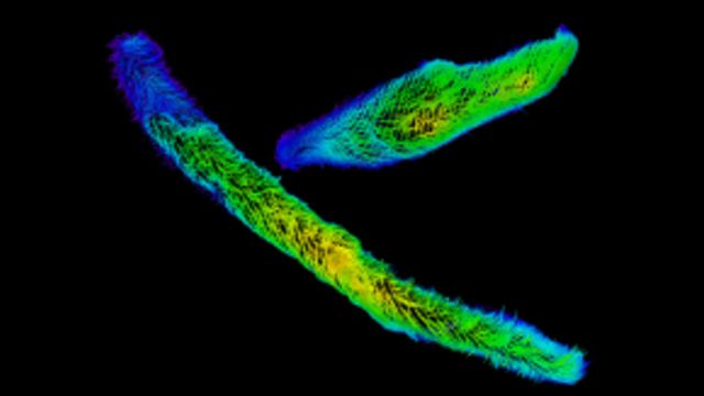 How a Single-Cell Organism Orchestrates the Fastest Movements in the ...