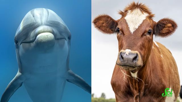 Why Are We Making Dolphin-Cow Hybrids? | Technology Networks