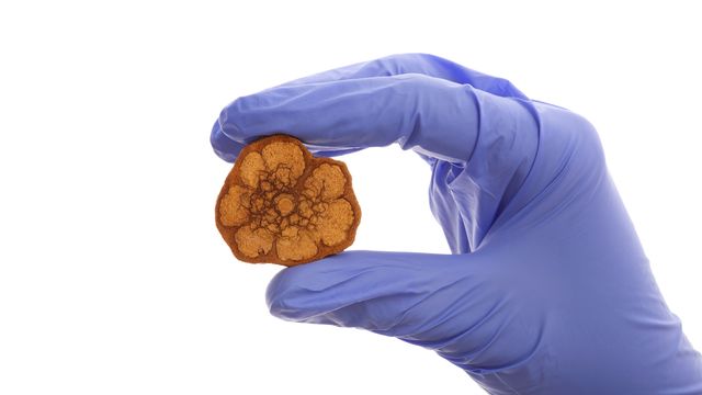 Study Reveals DMT’s Effects on the Human Brain in Unprecedented Detail ...