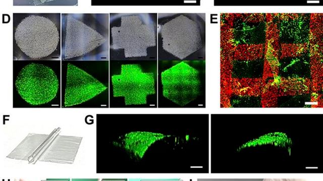 Transfer-Tattoo-Like Cell Sheet Delivery System Developed | Technology ...