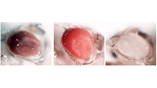 Eye Color Genes Are Essential for Health of Retinal Tissue | Technology ...