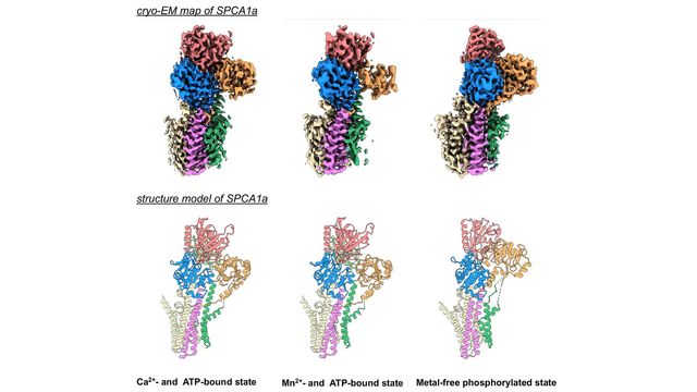 Hailey-Hailey Disease Protein Structure Deciphered | Technology Networks