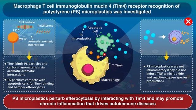 Study Sheds Light on How Microplastics Interact With Macrophages ...