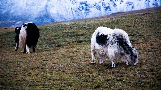 Protein Analysis Lifts the Lid on Ancient Mongol Yak Milk Consumption ...