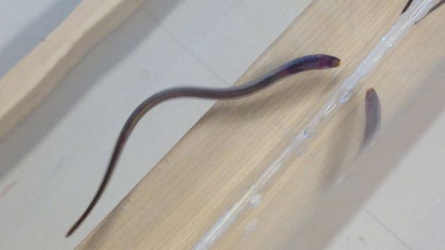Kinesthetic Sense Helps Lampreys Recover From Spinal Injuries, Study ...