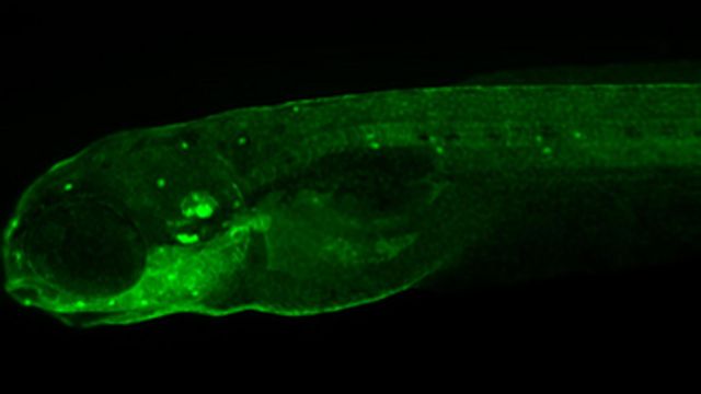 Human Hearing Loss Explained by Zebrafish Hair Cells | Technology Networks