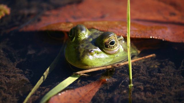 Biological Invasions Are As Costly As Natural Disasters | Technology ...