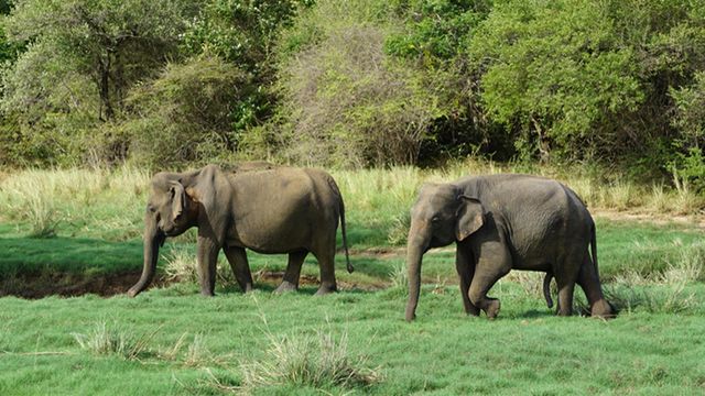 Large Animals Move Slower To Avoid Overheating | Technology Networks