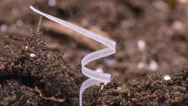 Watch the First Biodegradable Seed Robot in Action | Technology Networks