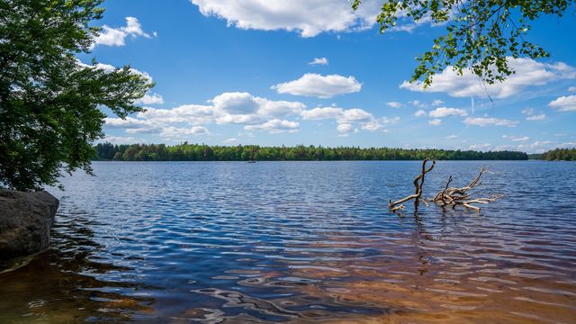 Algae Offers Insight Into the Evolution of Complex Life | Technology ...