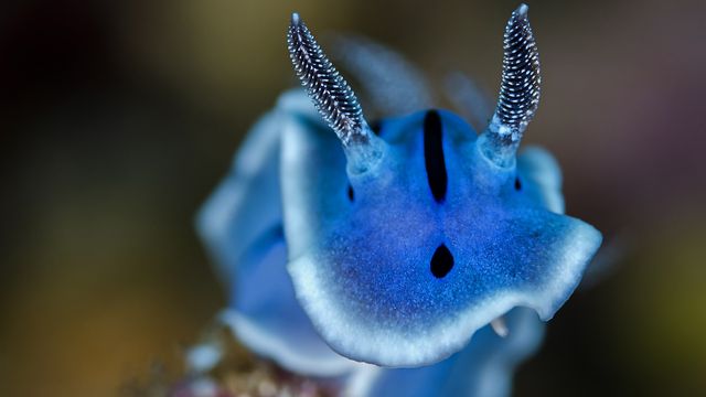 Sea Slug Study Shows How the Body Learned To Move | Technology Networks