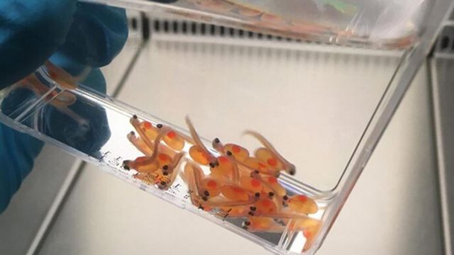 Bacteria Affect the Skin Mucus Layer in Salmon | Technology Networks