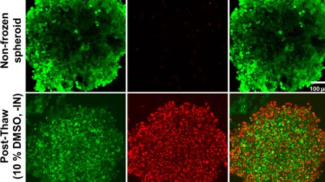 Method Developed To Store Advanced Cell Models | Technology Networks