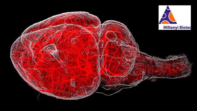 3d Rna Imaging Of Mouse Whole Brain At Single Cell Resolution