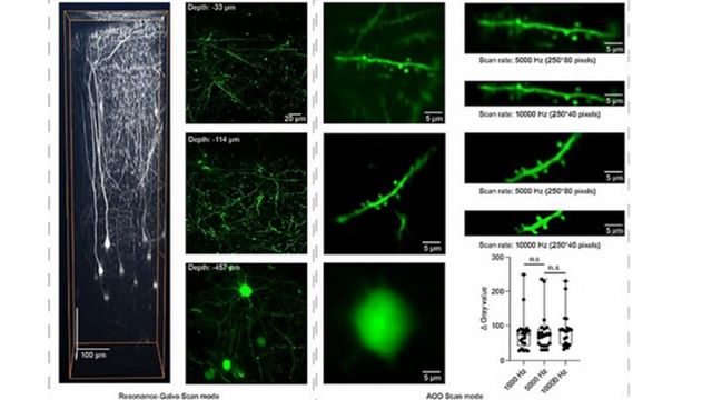 High-Speed, Two-Photon Microscope Developed for Precise Biological ...