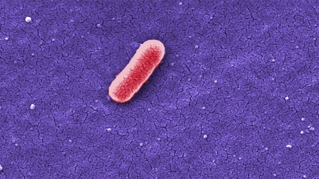 Escherichia coli Antibiotic Resistance Tracked in Swine | Technology ...