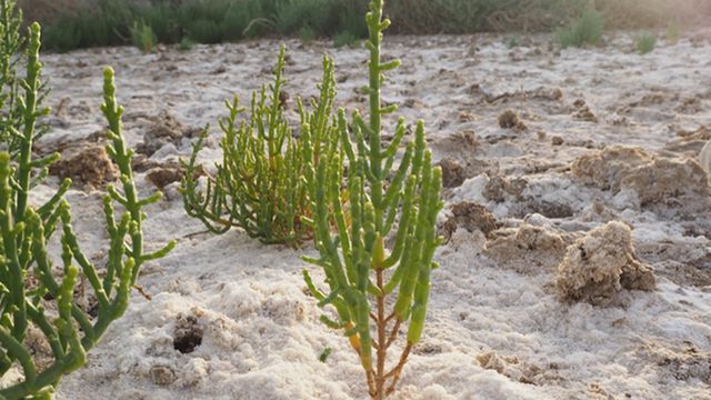 Development of Salt Tolerant Crops Is Becoming More Urgent | Technology ...
