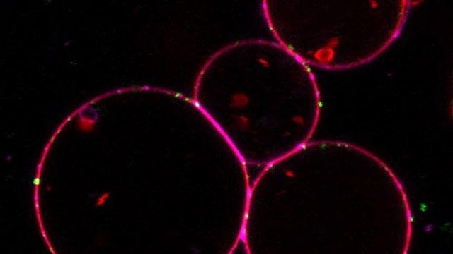 New Insights Into Cellular Waste Disposal Revealed | Technology Networks