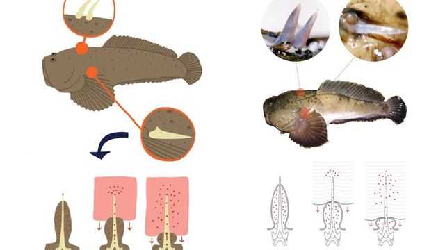 Venomous Fish Peptide Controls Asthma Lung Inflammation in Mice ...