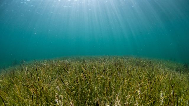 Seagrasses Could Suffer Range and Species Loss in Future, New Model ...