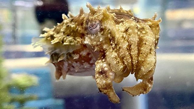 Brain Atlas Maps the 32 Lobes of the Cuttlefish Brain | Technology Networks