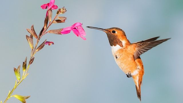 Hummingbirds Drink Alcohol More Often Than You Might Think | Technology ...